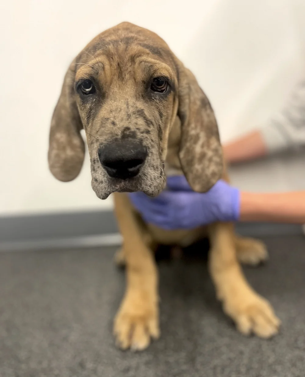 Great Dane Retriever Mix