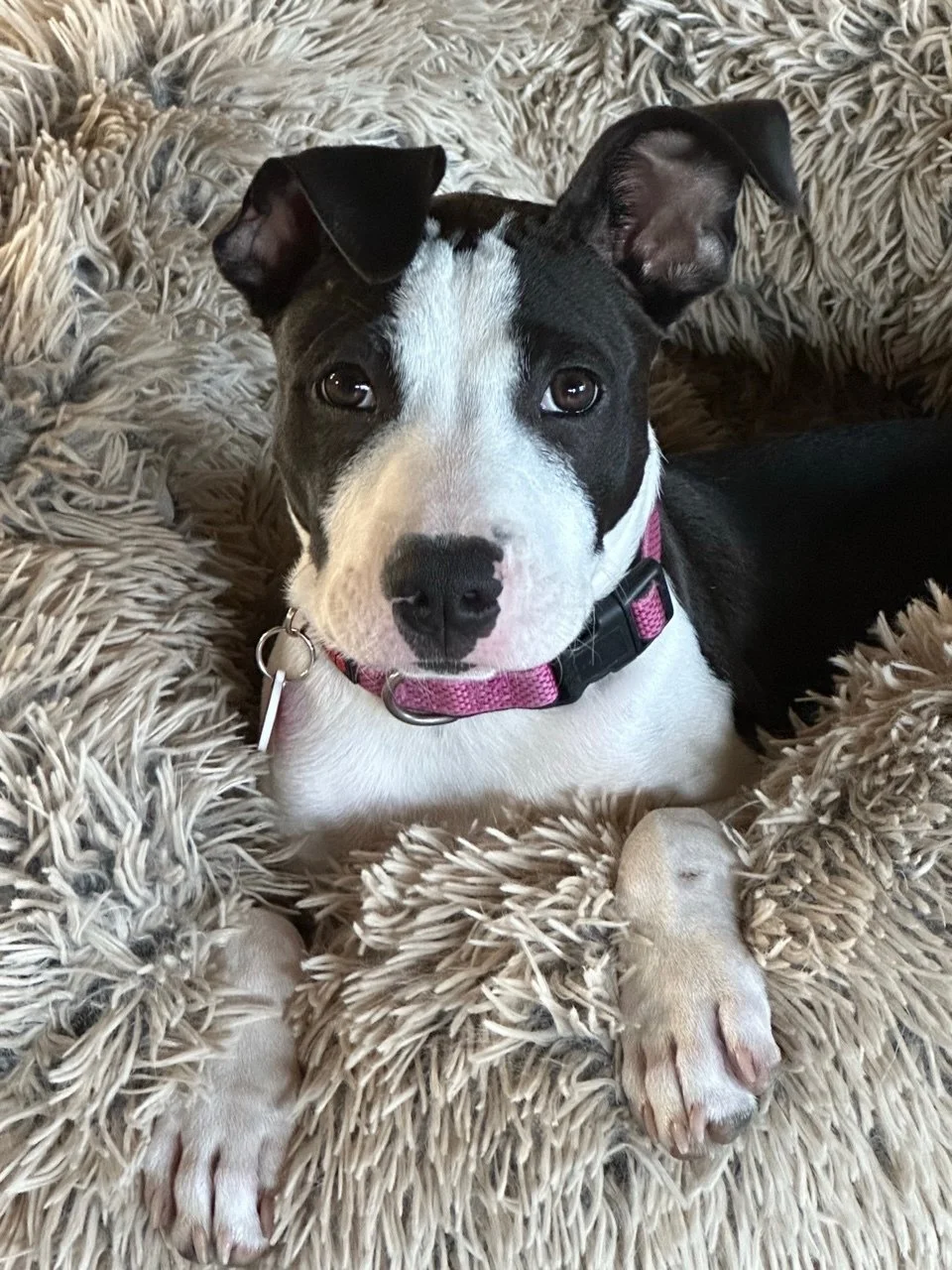 White Pitbull Collie Mix