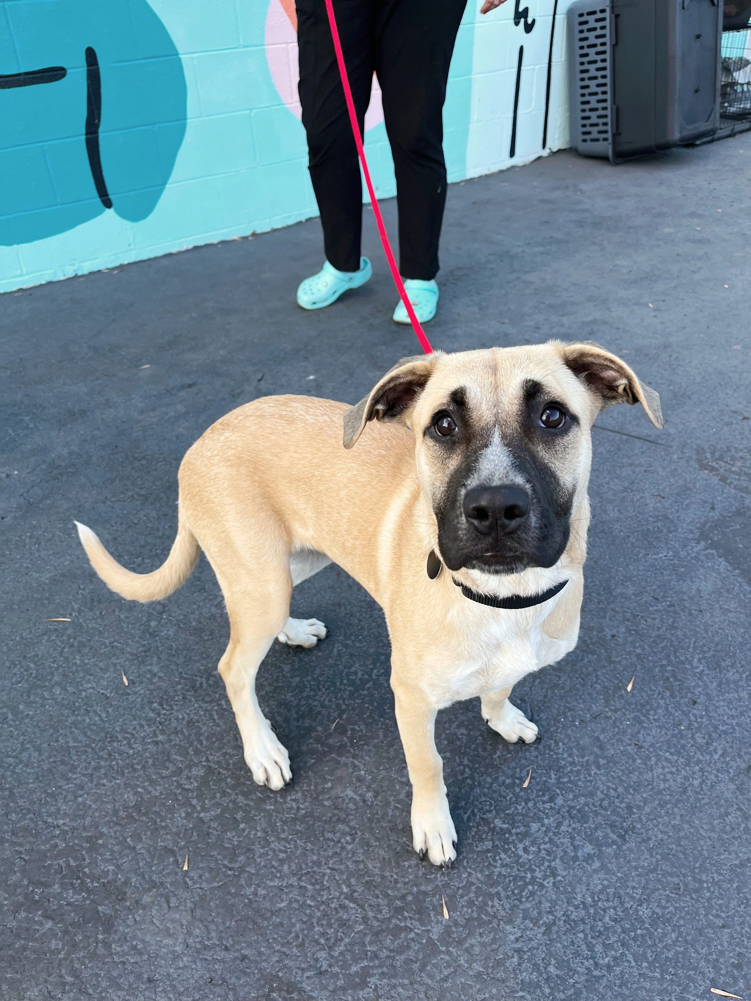 Adopt - Nashville — Wags and Walks