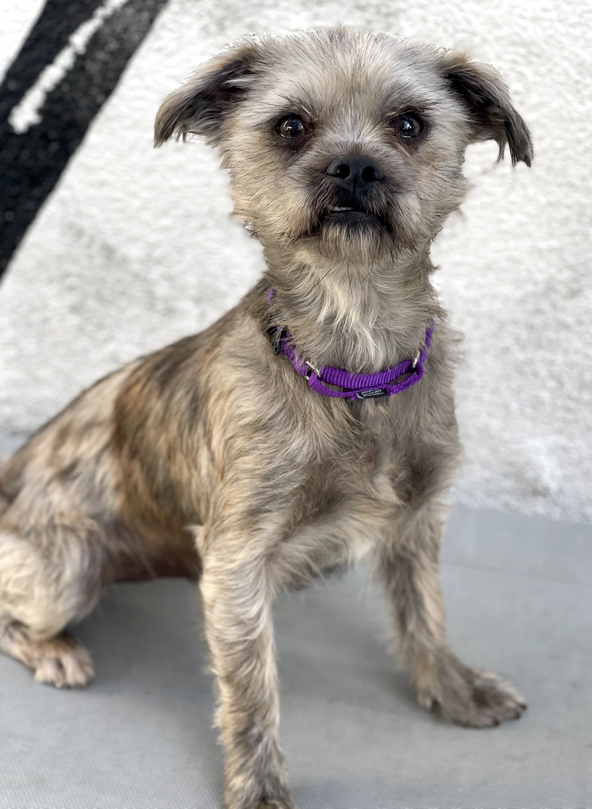 Adopt - LA — Wags and Walks