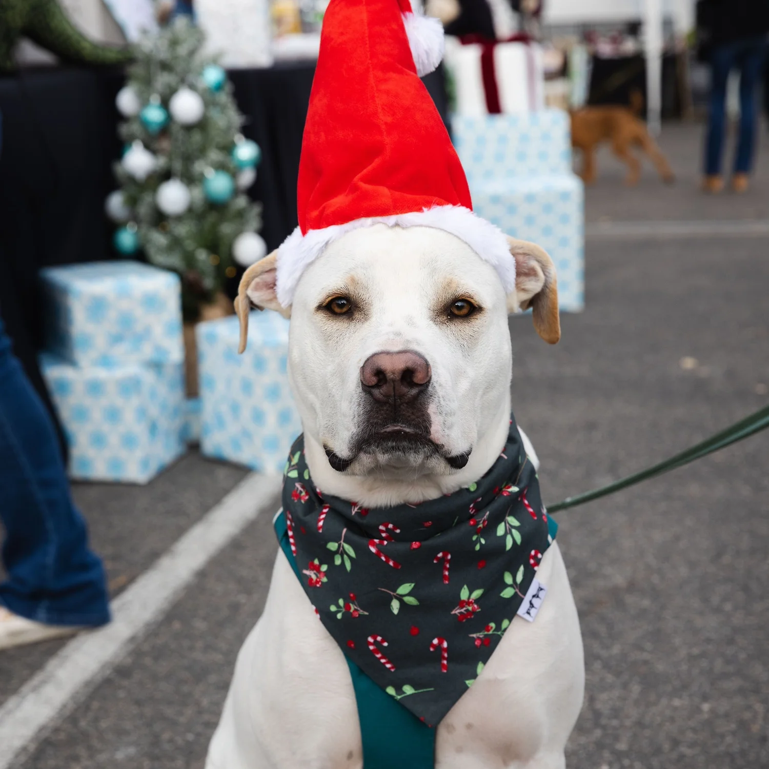 LA Events Calendar — Wags and Walks