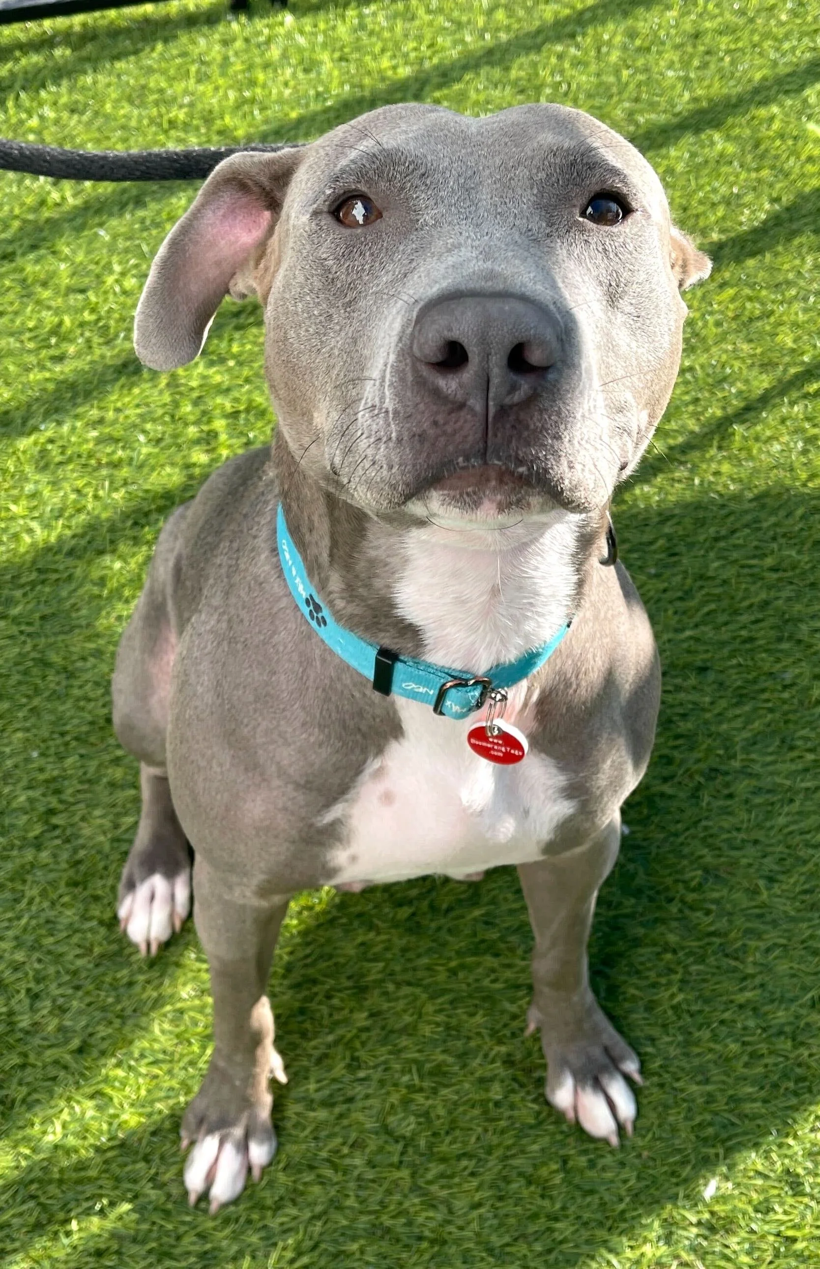 Cali — Wags and Walks