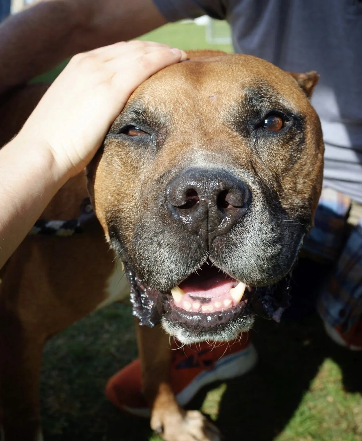 Sunshine — Wags and Walks