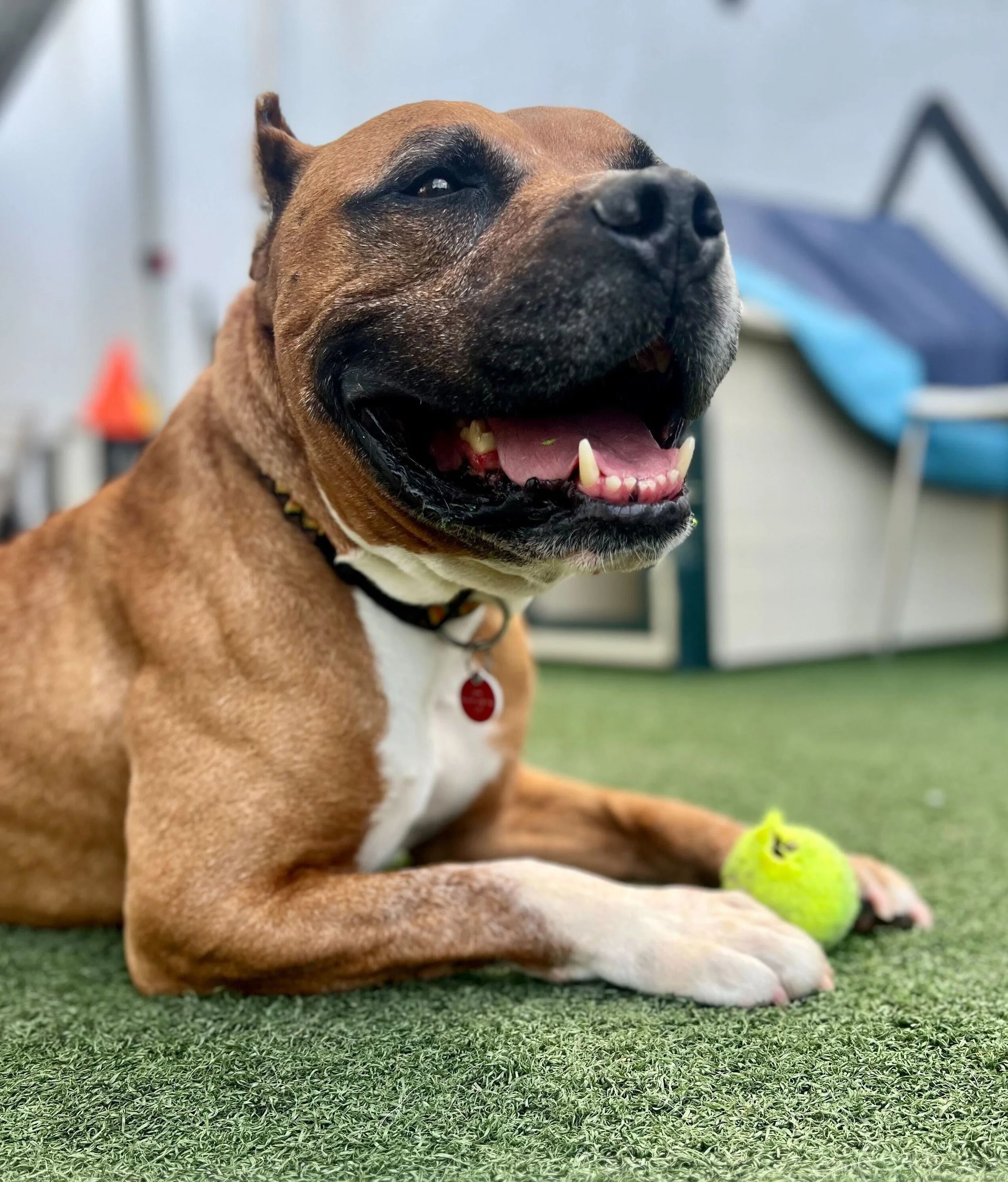 Sunshine — Wags and Walks