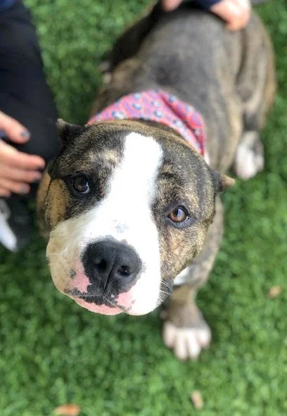 Adopt - LA — Wags and Walks
