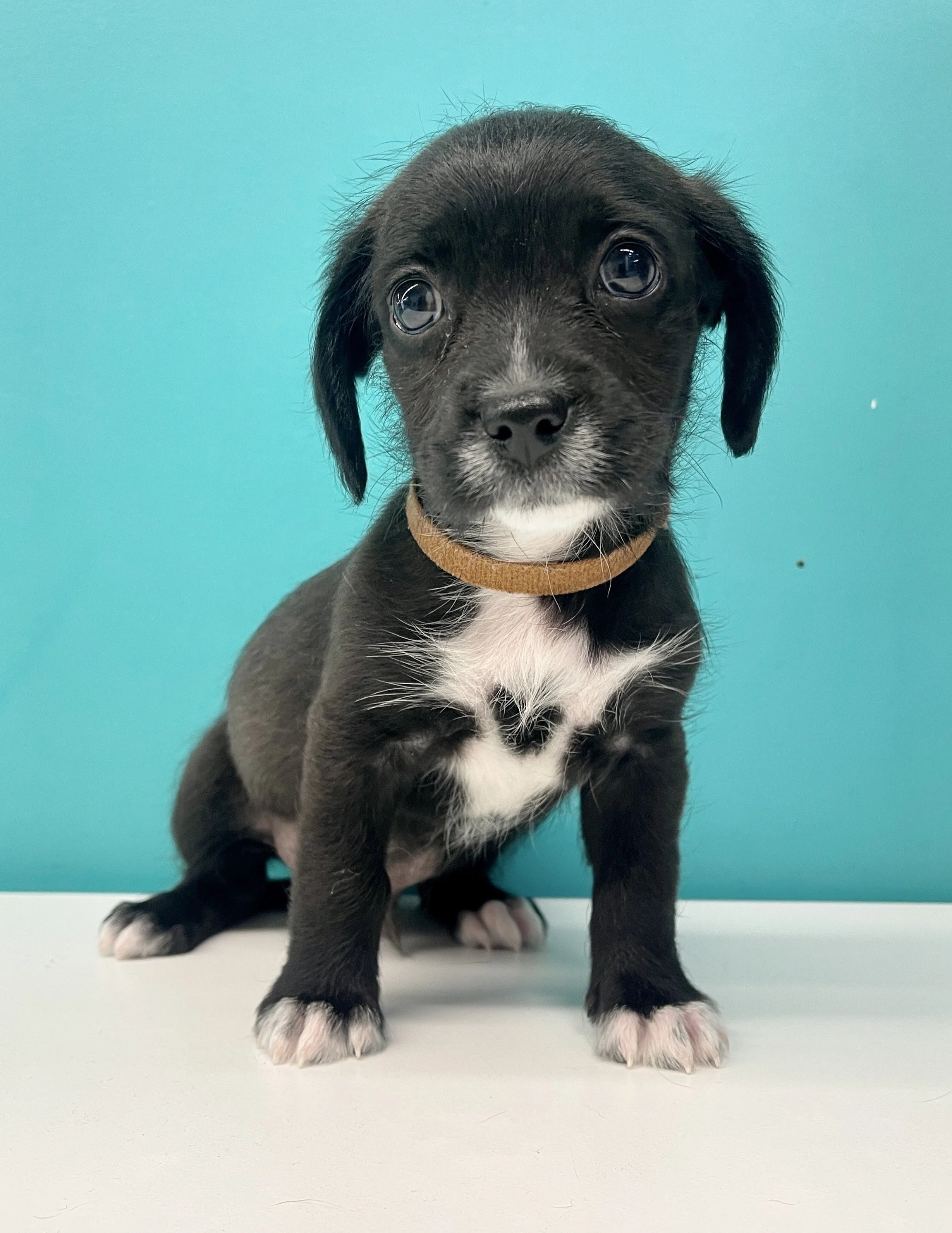 Available Dogs Los Angeles — Wags and Walks