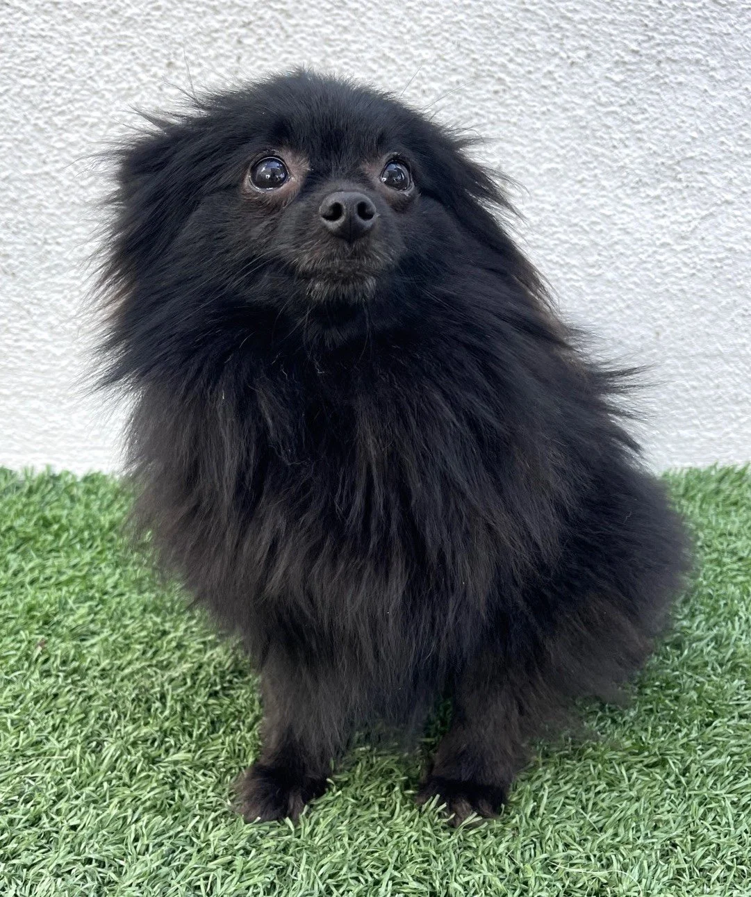 Available Dogs Los Angeles — Wags and Walks