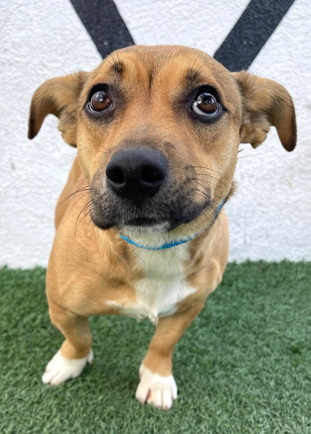 Available Dogs Los Angeles — Wags and Walks