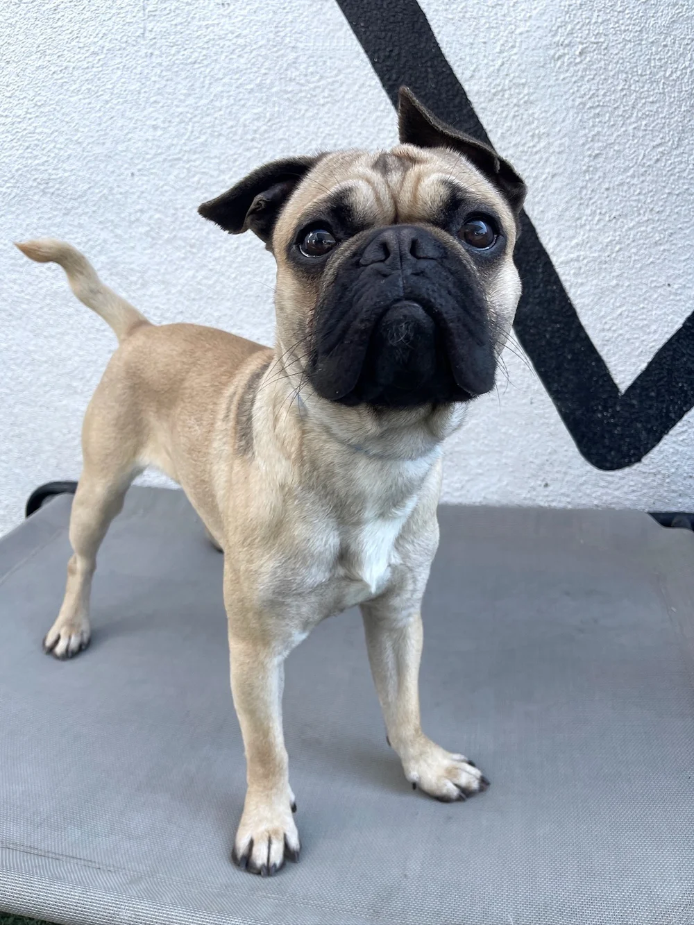 Available Dogs Los Angeles — Wags and Walks