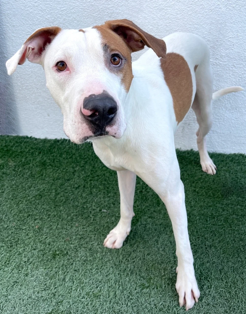 Available Dogs Los Angeles — Wags and Walks