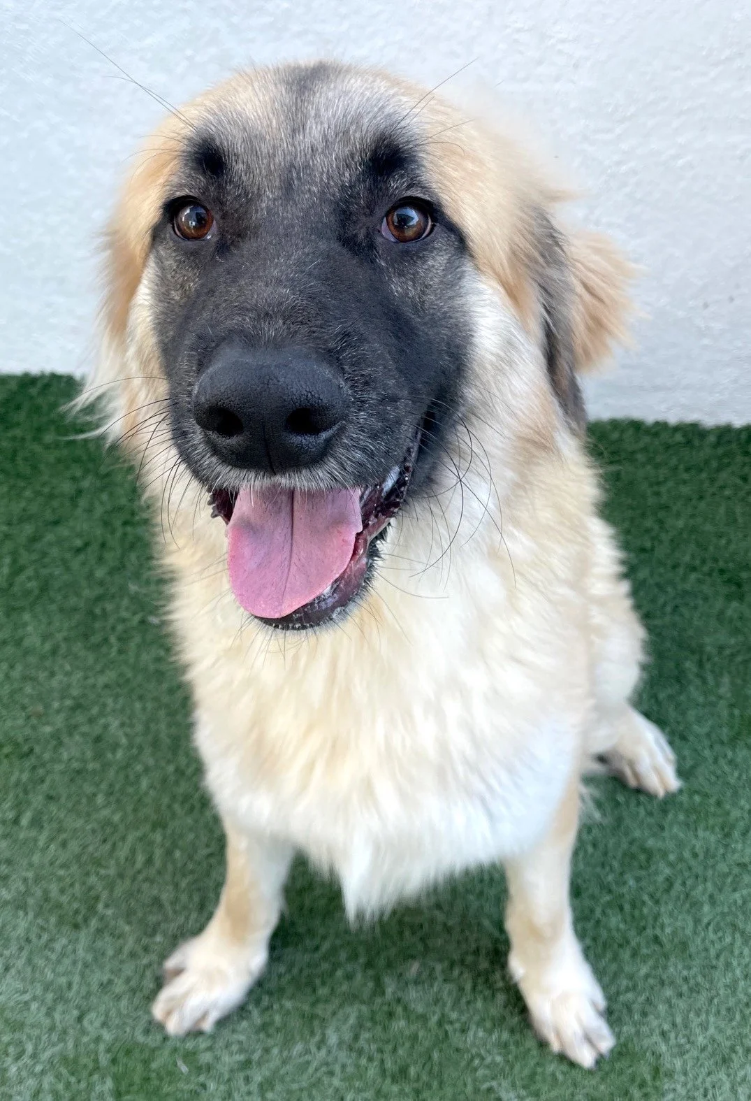 Available Dogs Los Angeles — Wags and Walks