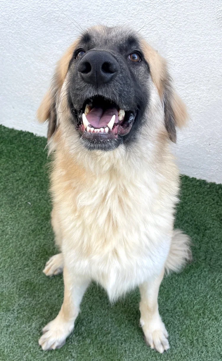 Available Dogs Los Angeles — Wags and Walks