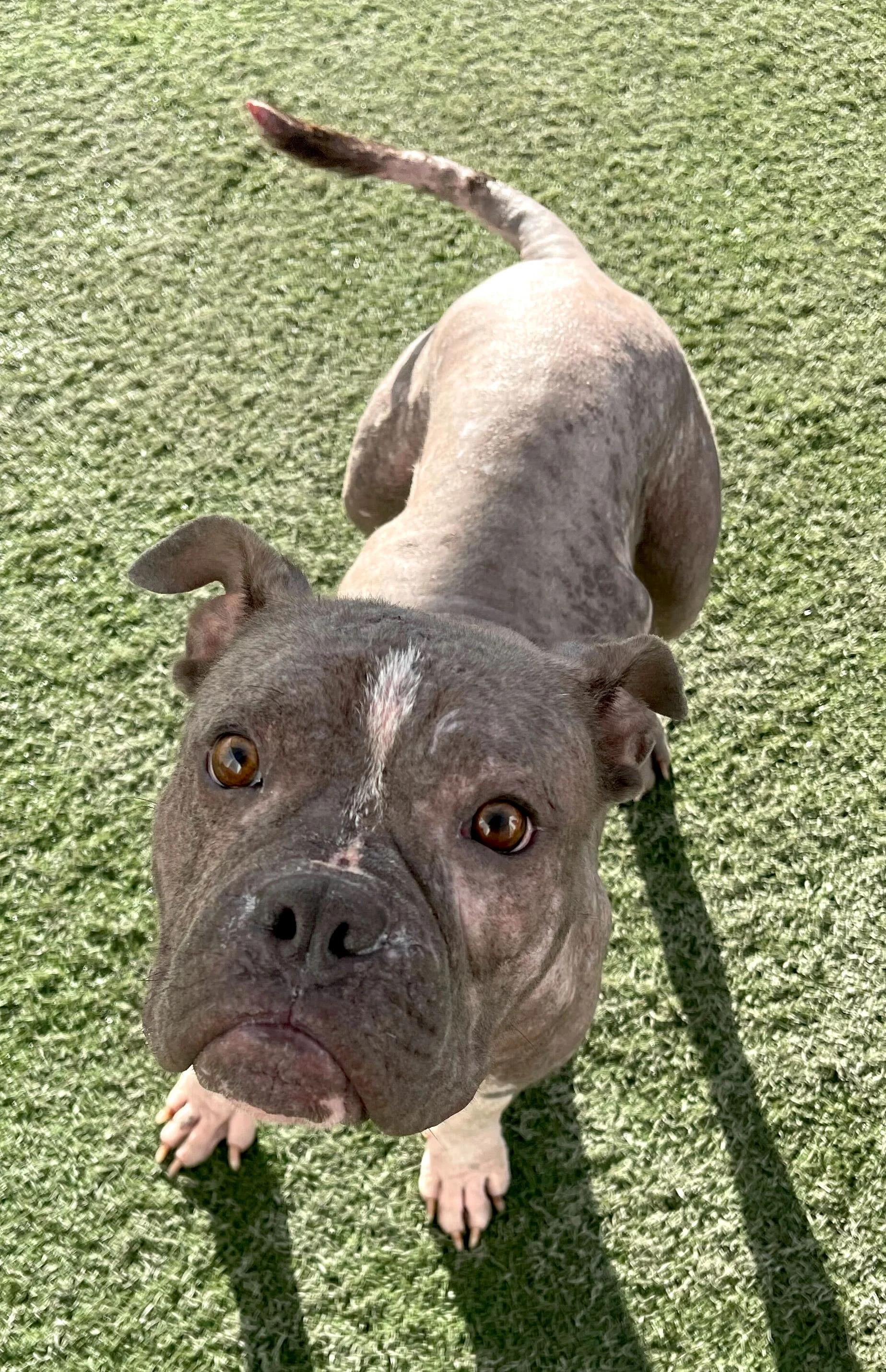 Available Dogs Los Angeles — Wags and Walks