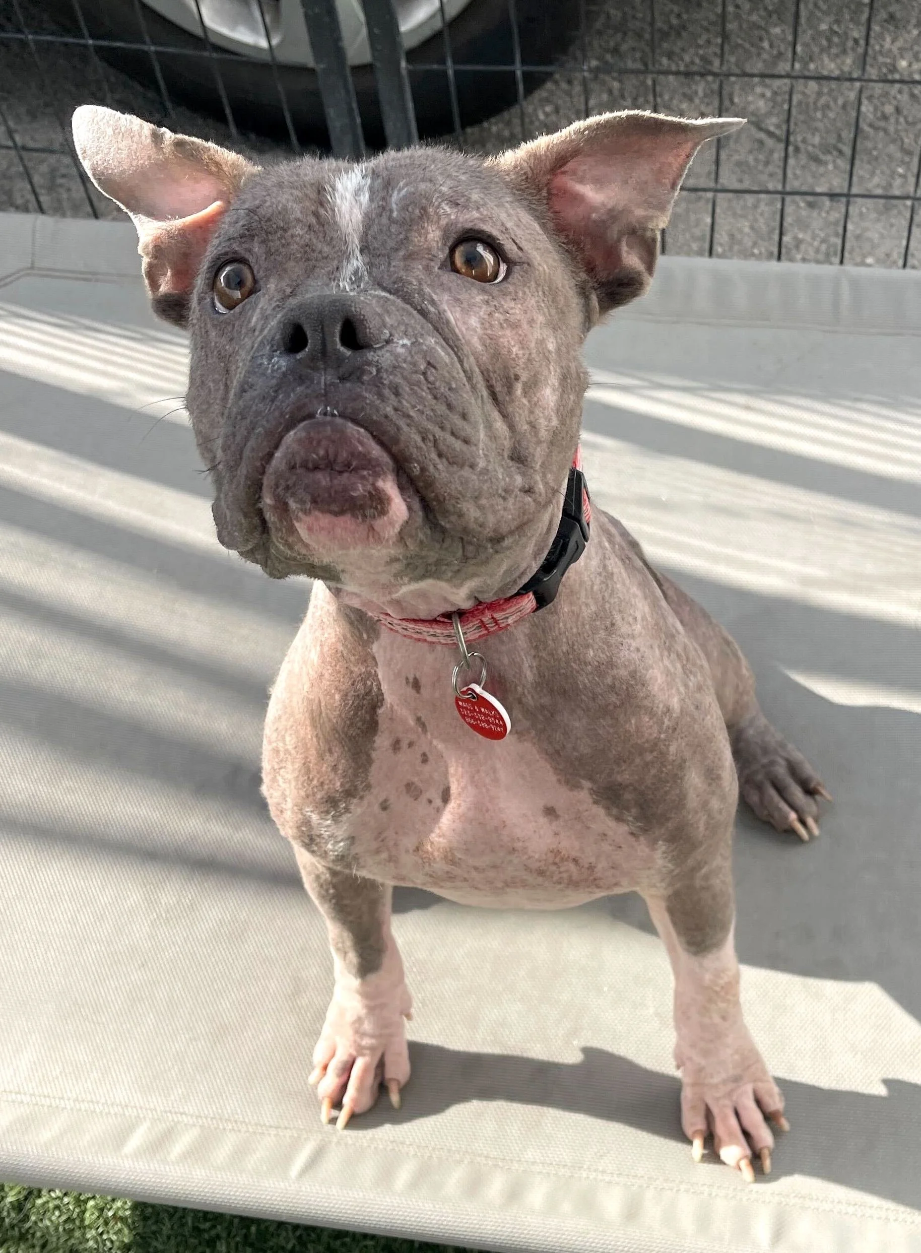 Available Dogs Los Angeles — Wags and Walks