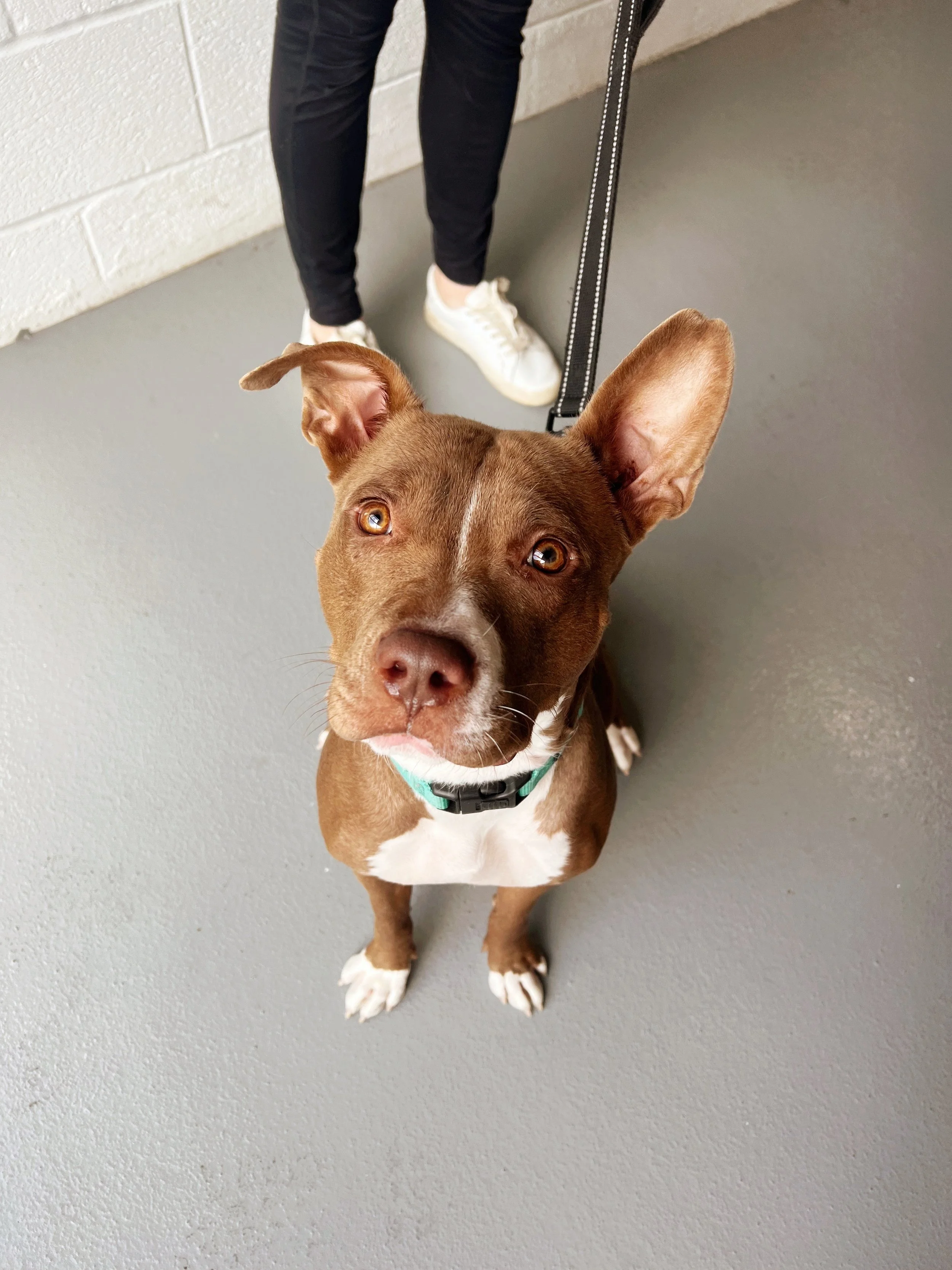 Adopt - Nashville — Wags and Walks