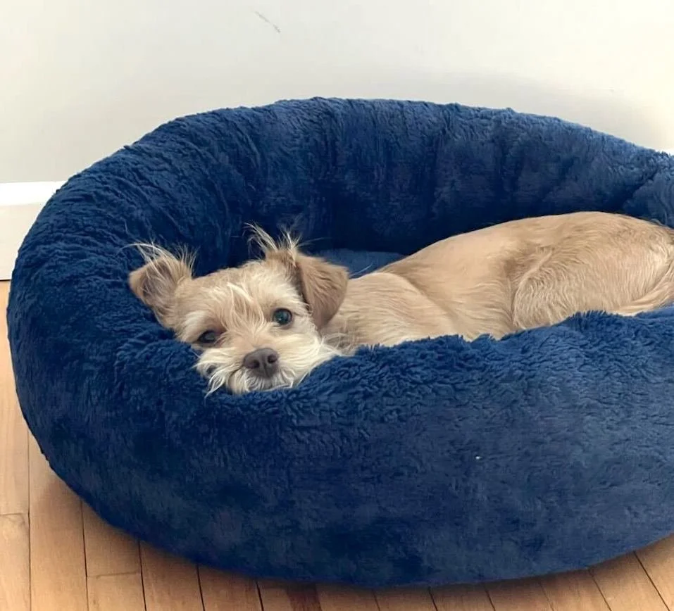 Available Dogs Los Angeles — Wags and Walks