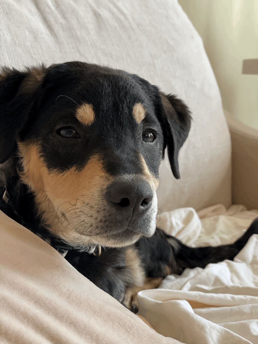 Nashville Available Dogs — Wags and Walks