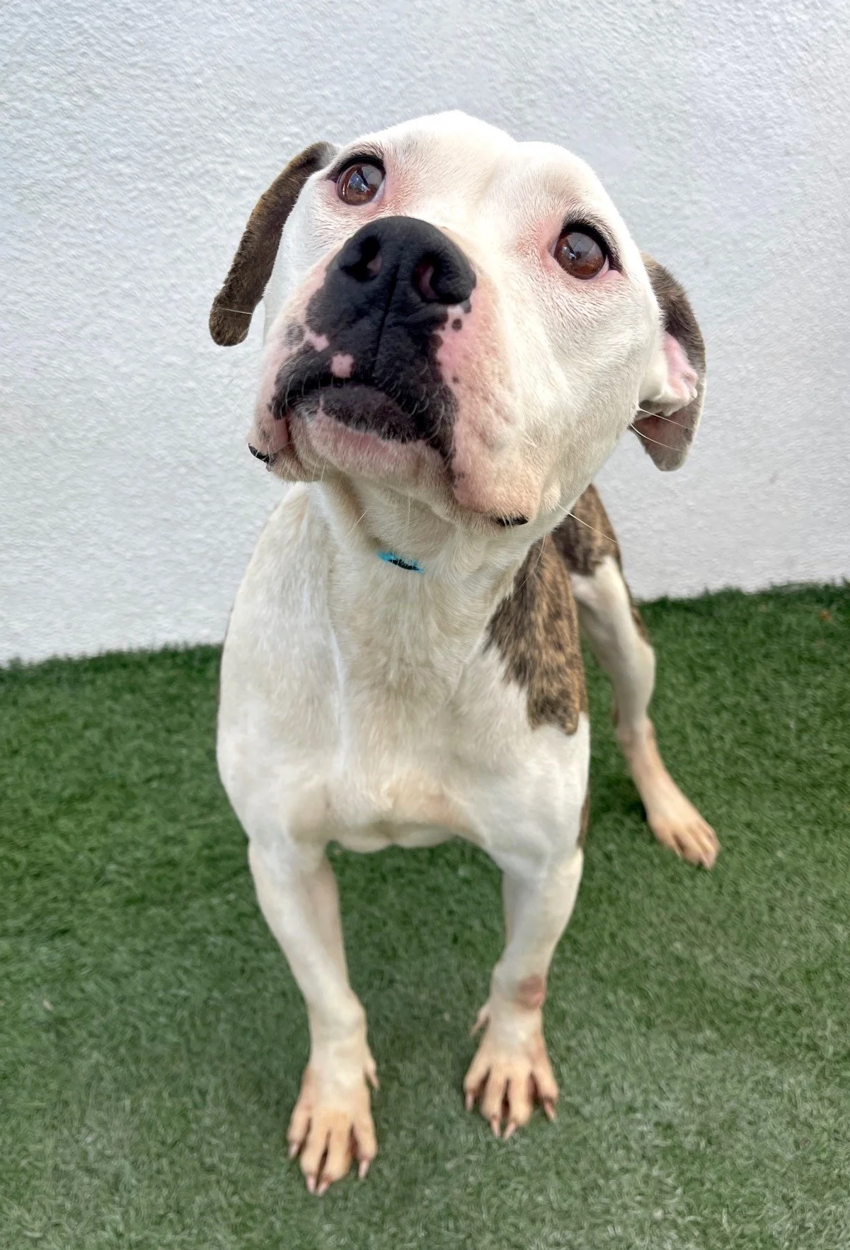 Available Dogs Los Angeles — Wags and Walks