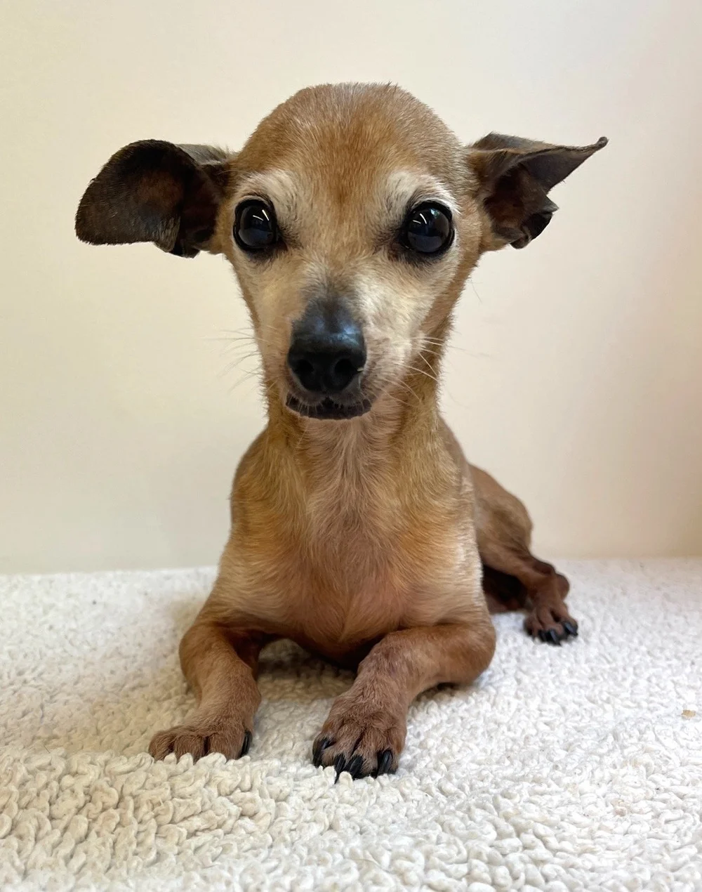 Available Dogs Los Angeles — Wags and Walks