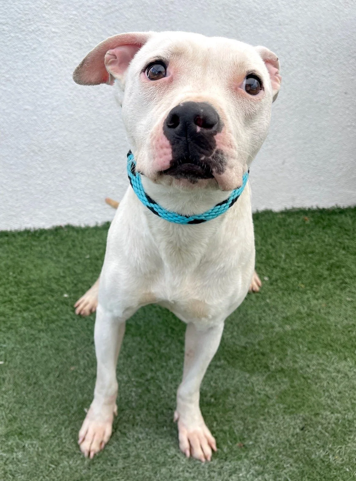Available Dogs Los Angeles — Wags and Walks