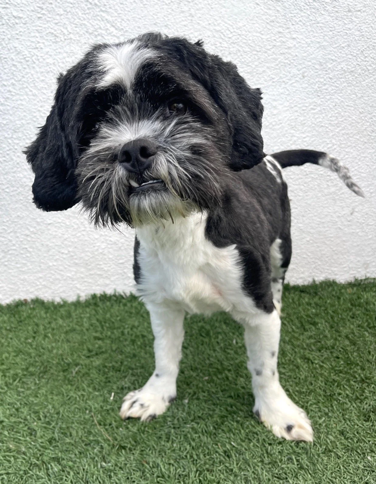Available Dogs Los Angeles — Wags and Walks