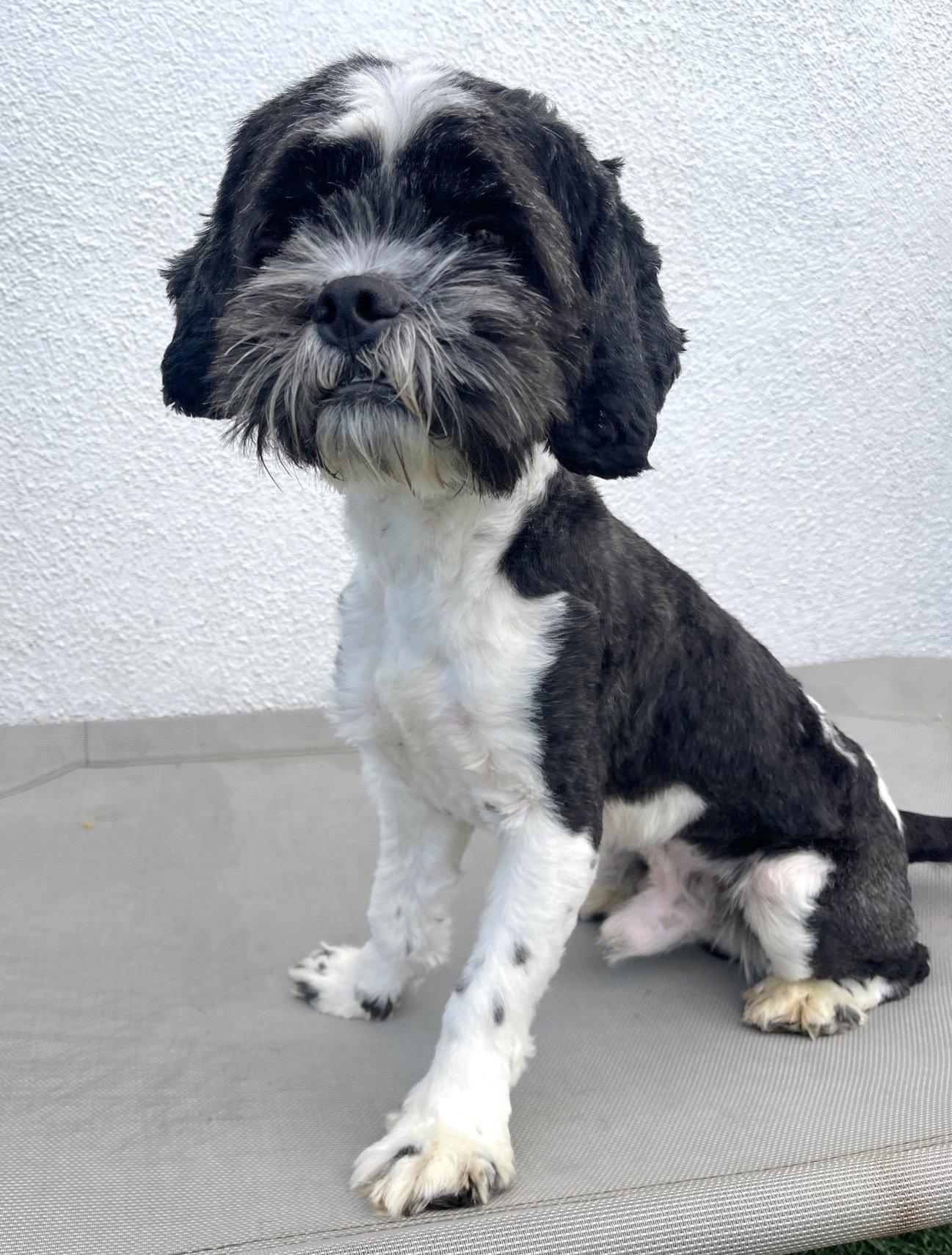 Available Dogs Los Angeles — Wags and Walks