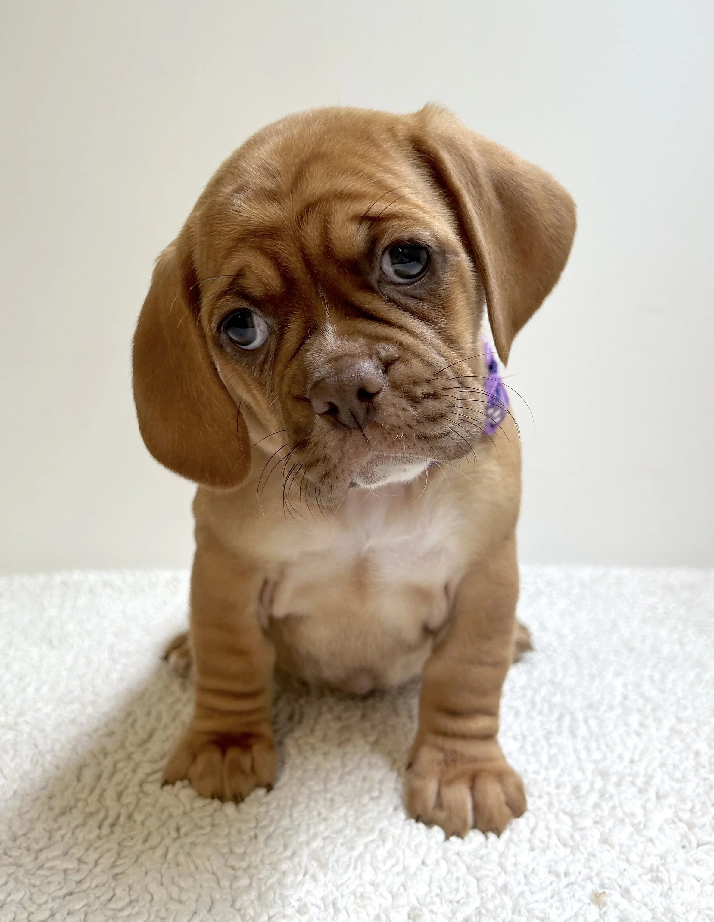 Available Dogs Los Angeles — Wags and Walks