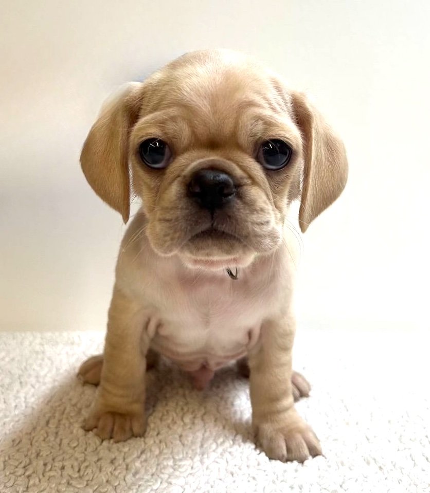 Available Dogs Los Angeles — Wags and Walks