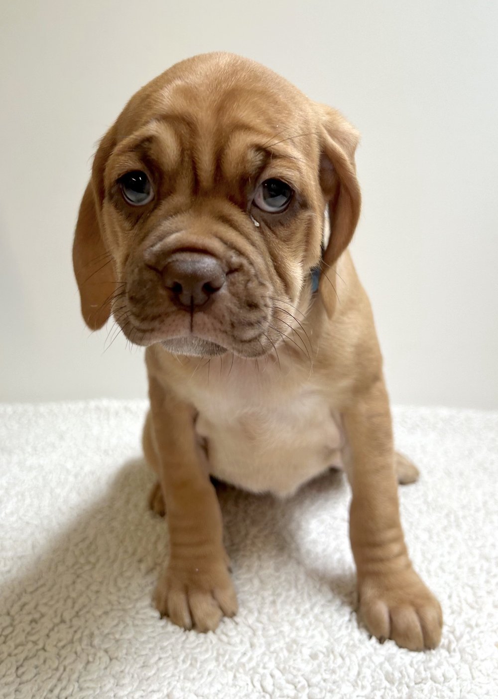 Available Dogs Los Angeles — Wags and Walks