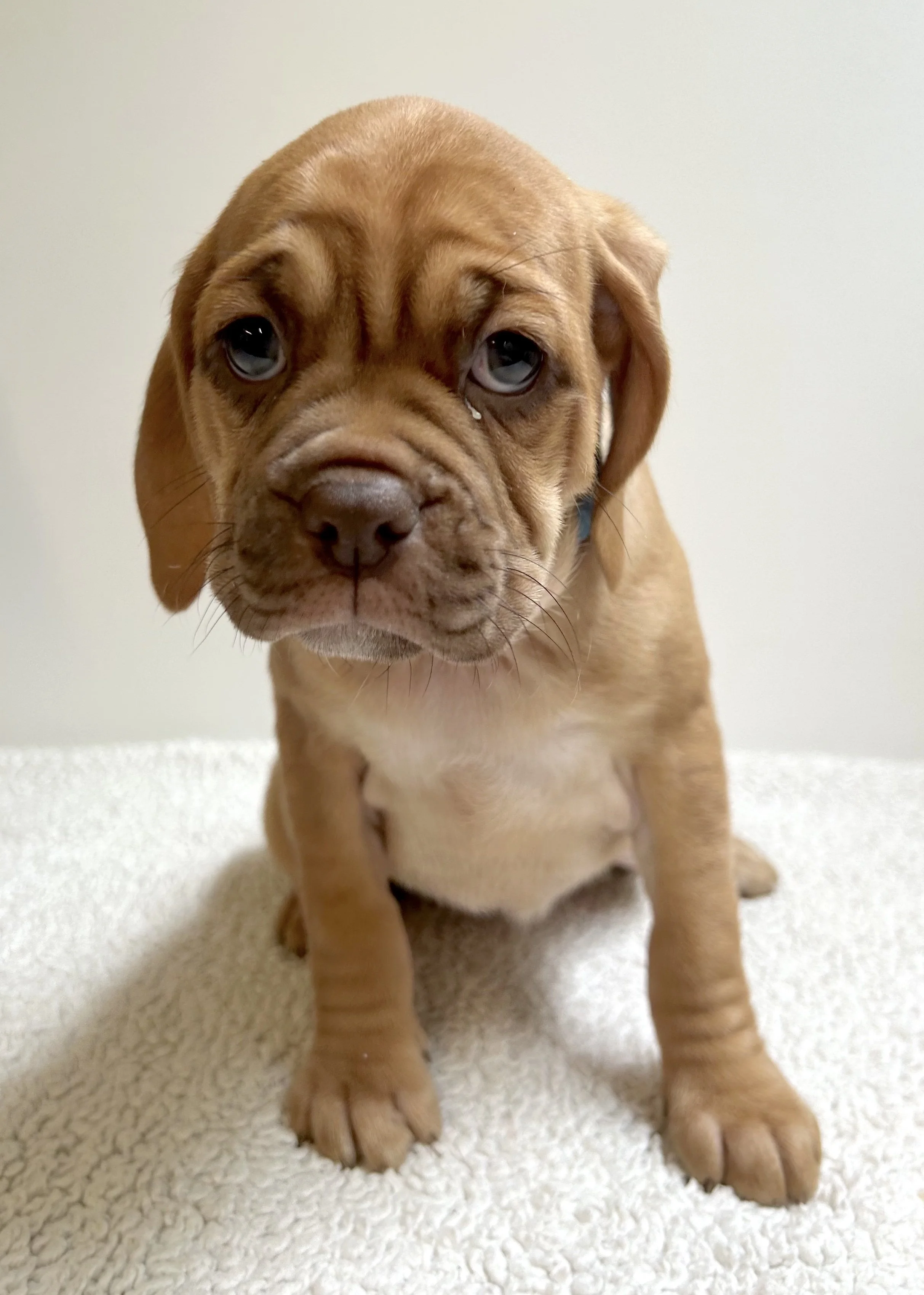 Available Dogs Los Angeles — Wags and Walks