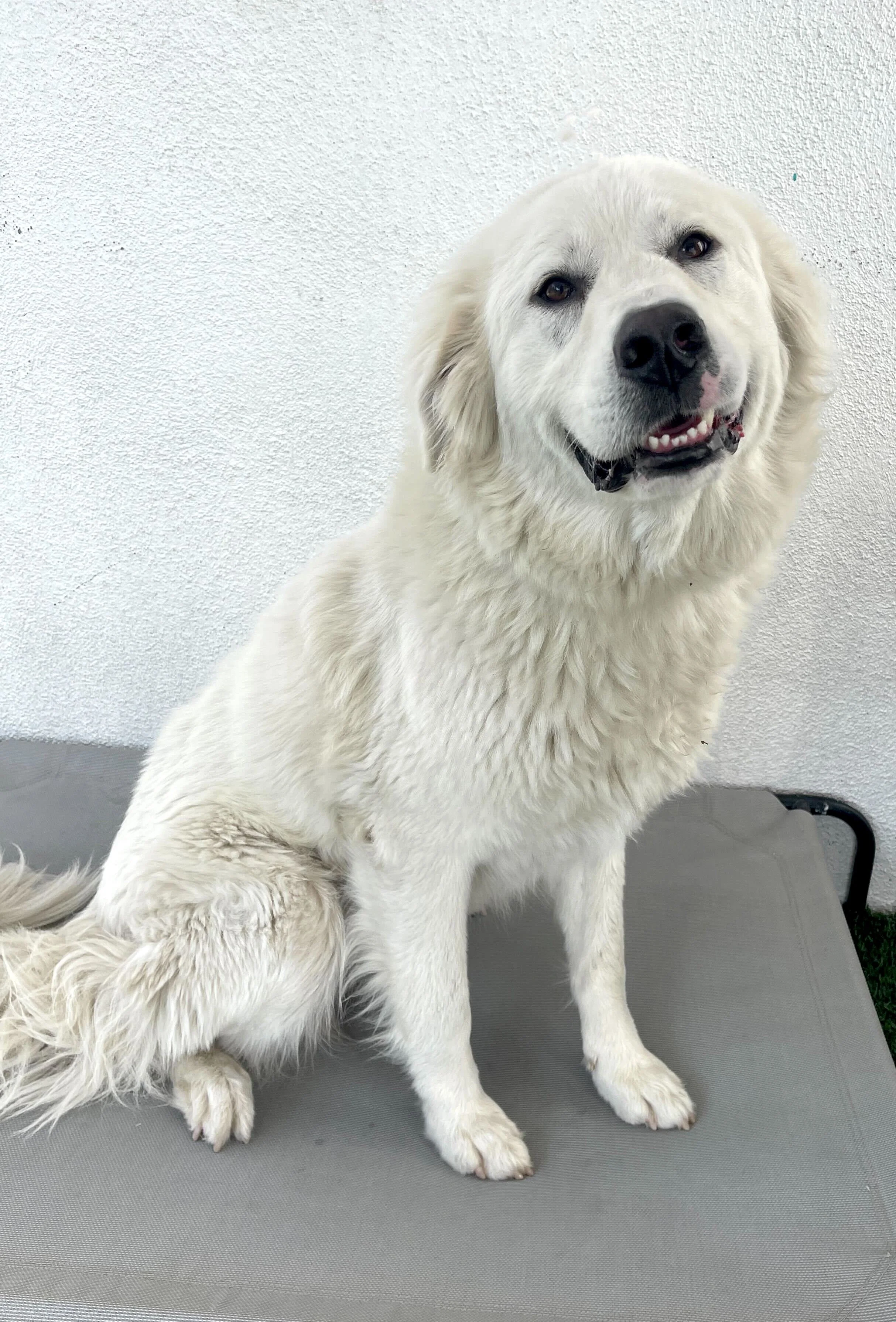 Adopt - LA — Wags and Walks