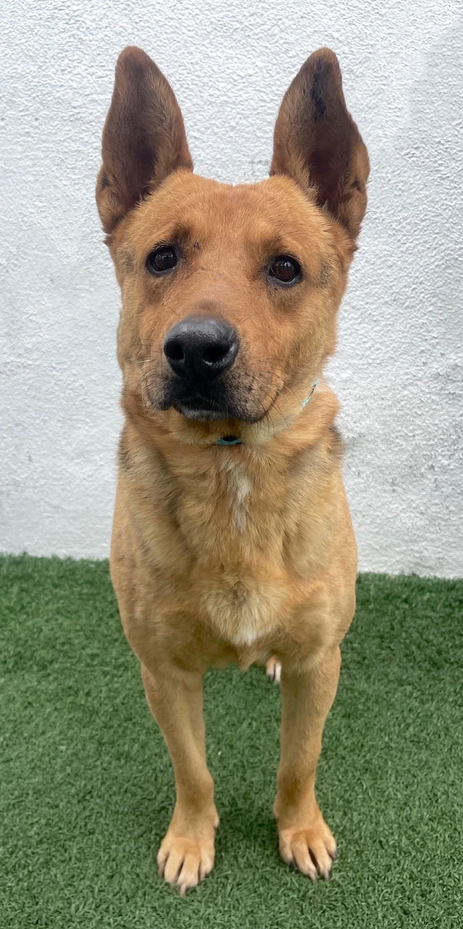 Adopt - LA — Wags and Walks
