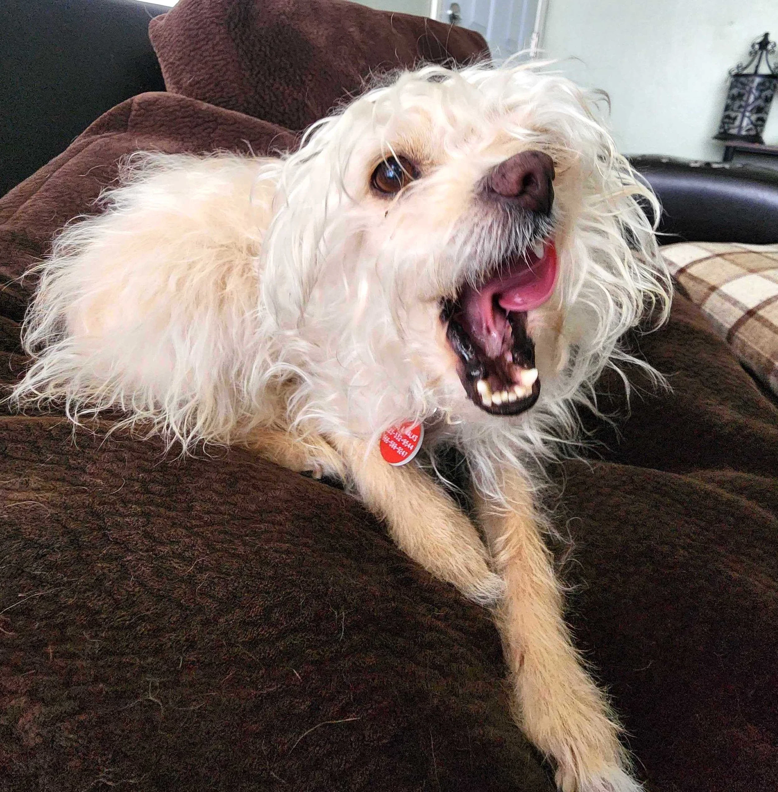 Available Dogs Los Angeles — Wags and Walks