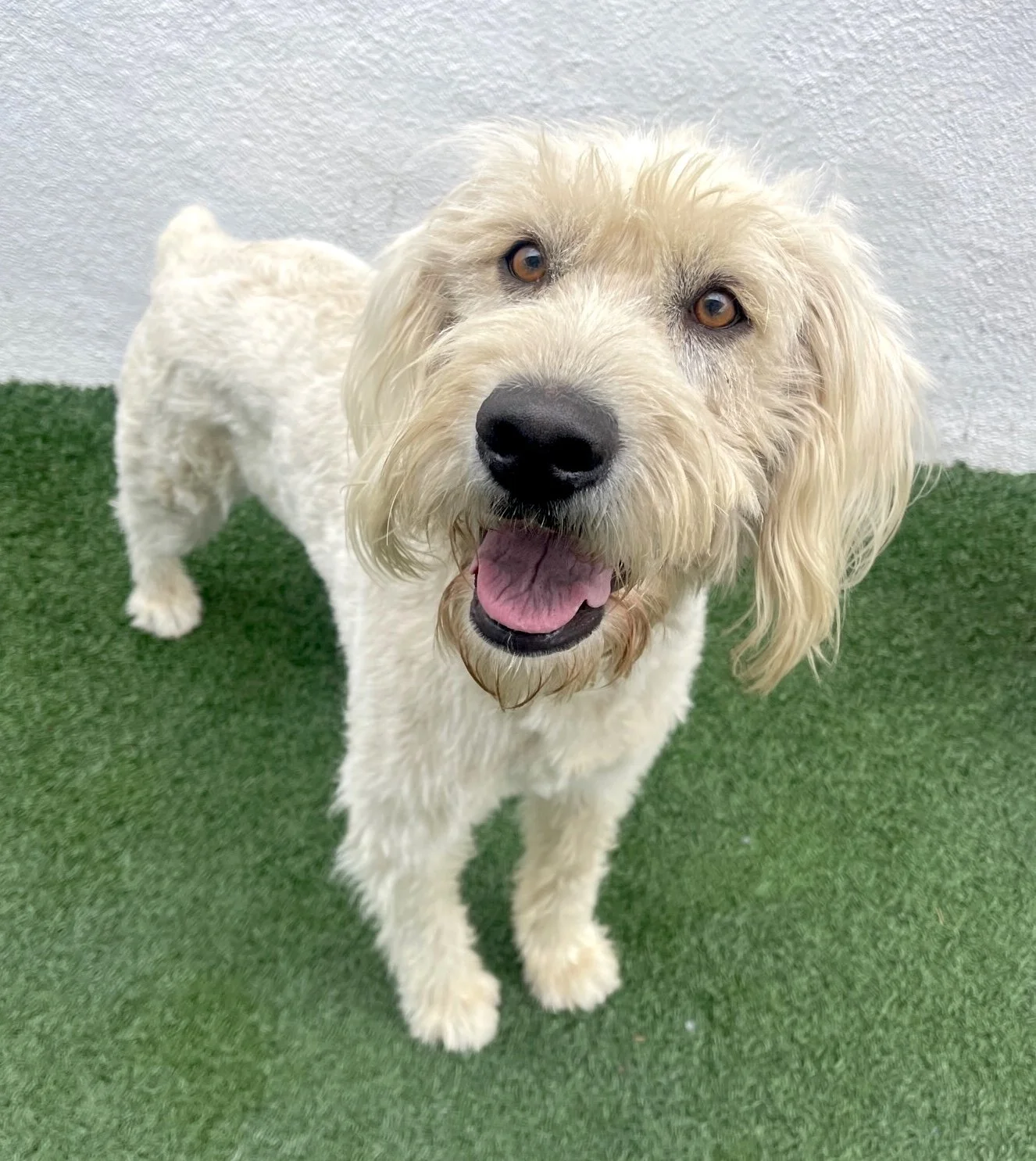 Adopt - LA — Wags and Walks