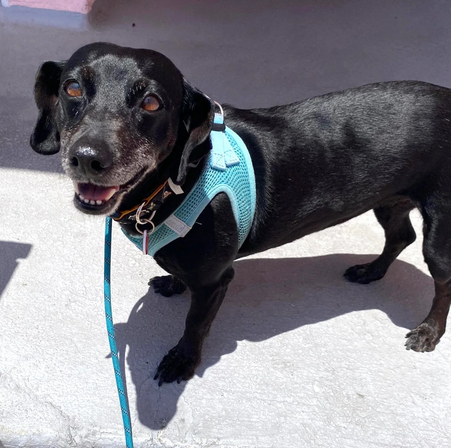 Adopt - LA — Wags and Walks