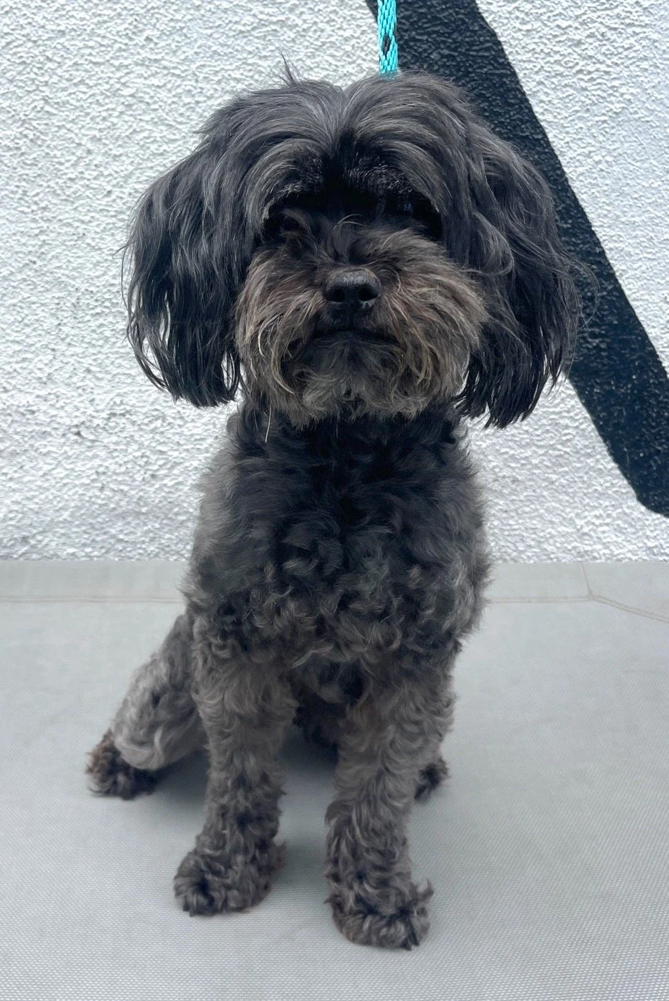 Available Dogs Los Angeles — Wags and Walks