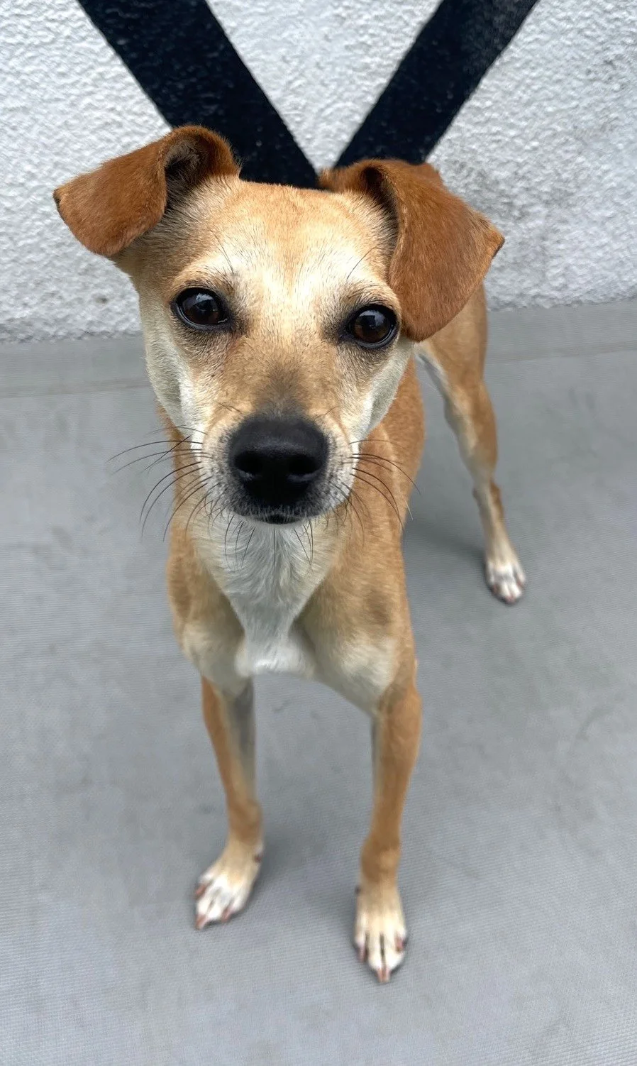 Available Dogs Los Angeles — Wags and Walks