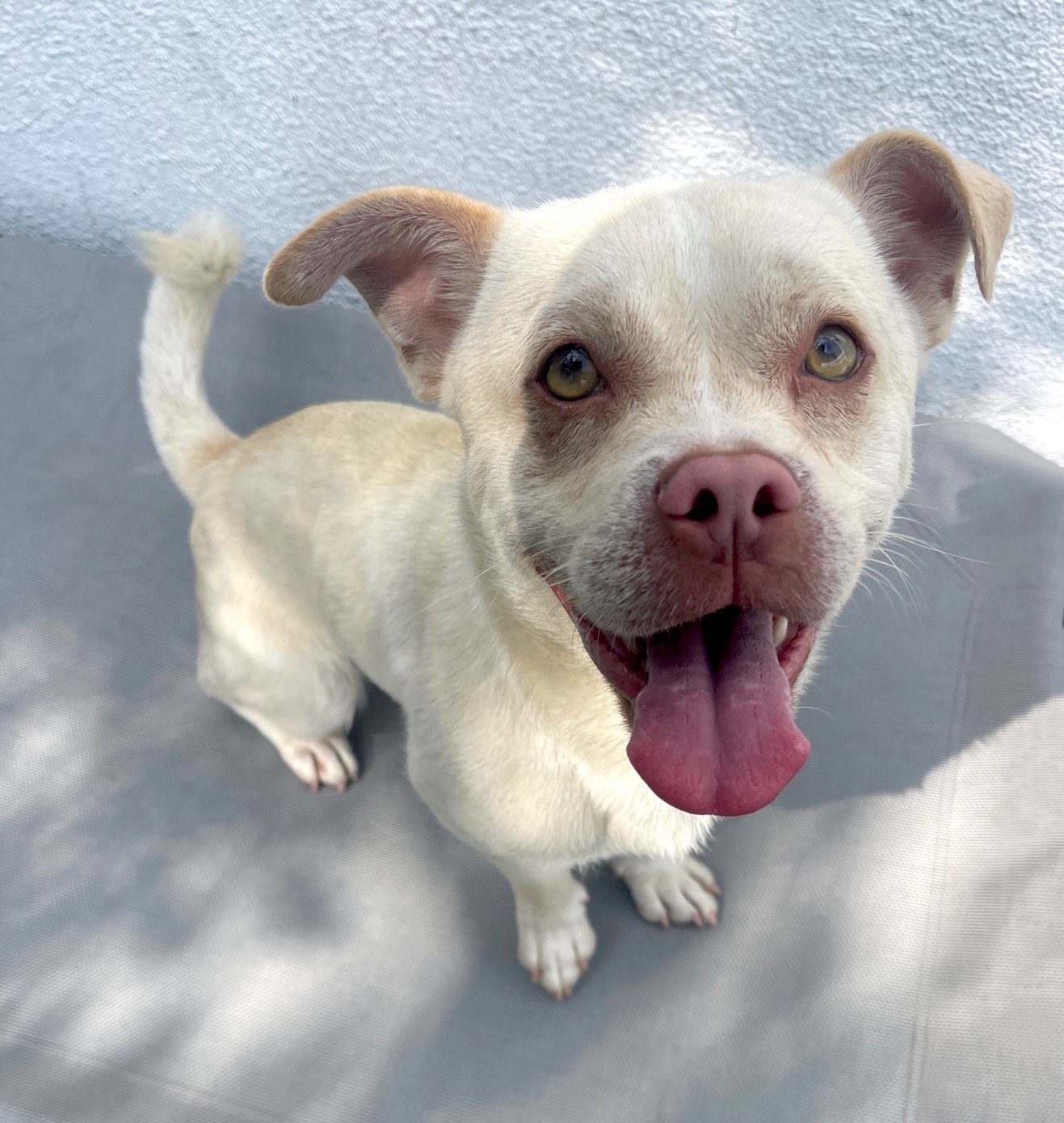 Available Dogs Los Angeles — Wags and Walks