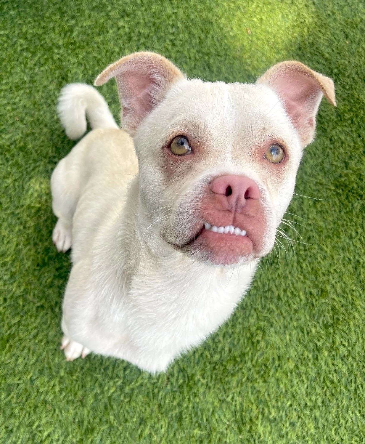 Available Dogs Los Angeles — Wags and Walks