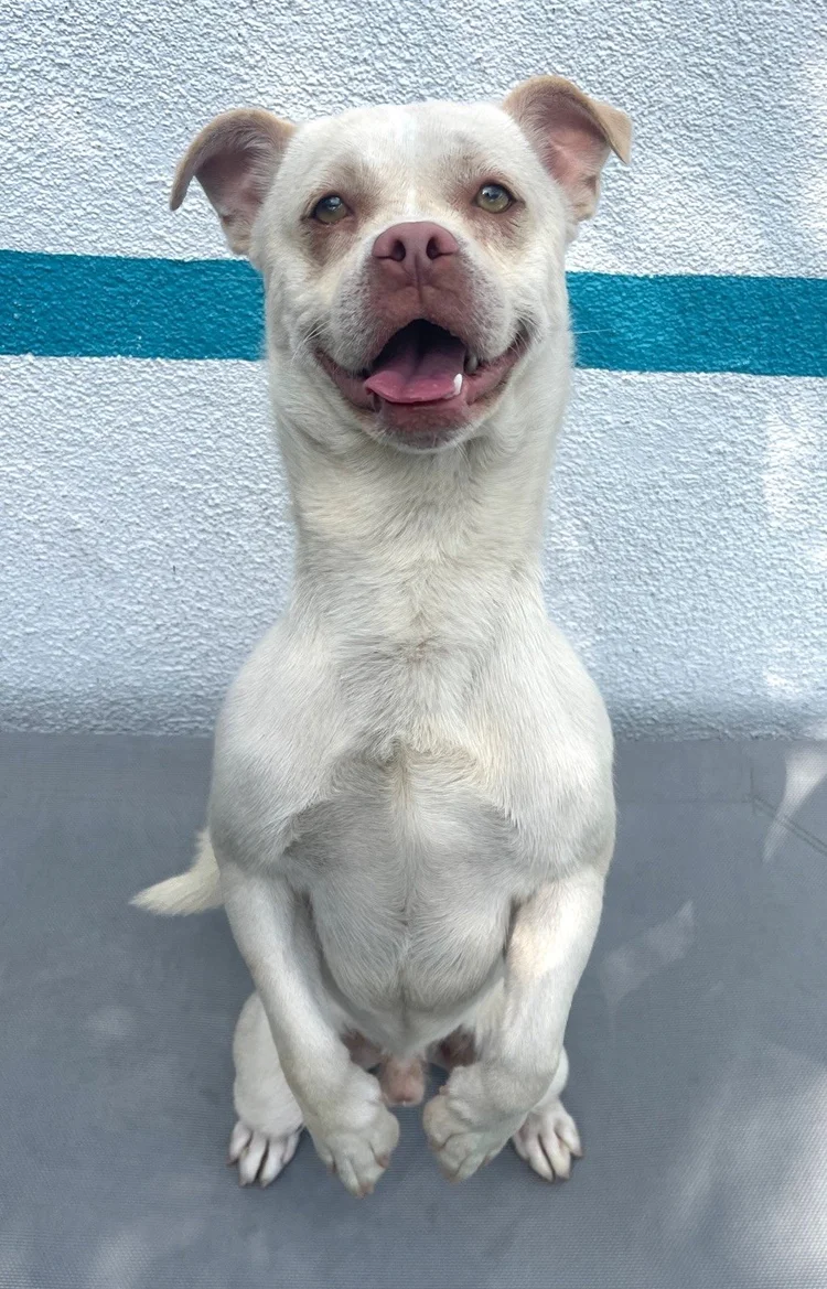 Available Dogs Los Angeles — Wags and Walks