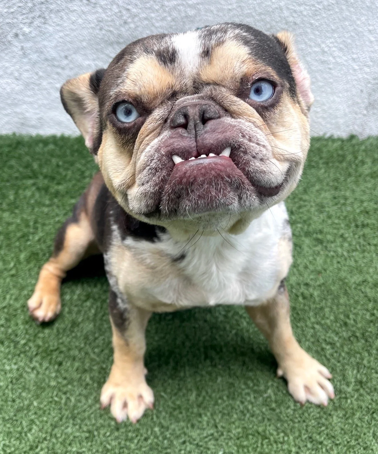 Adopt - LA — Wags and Walks