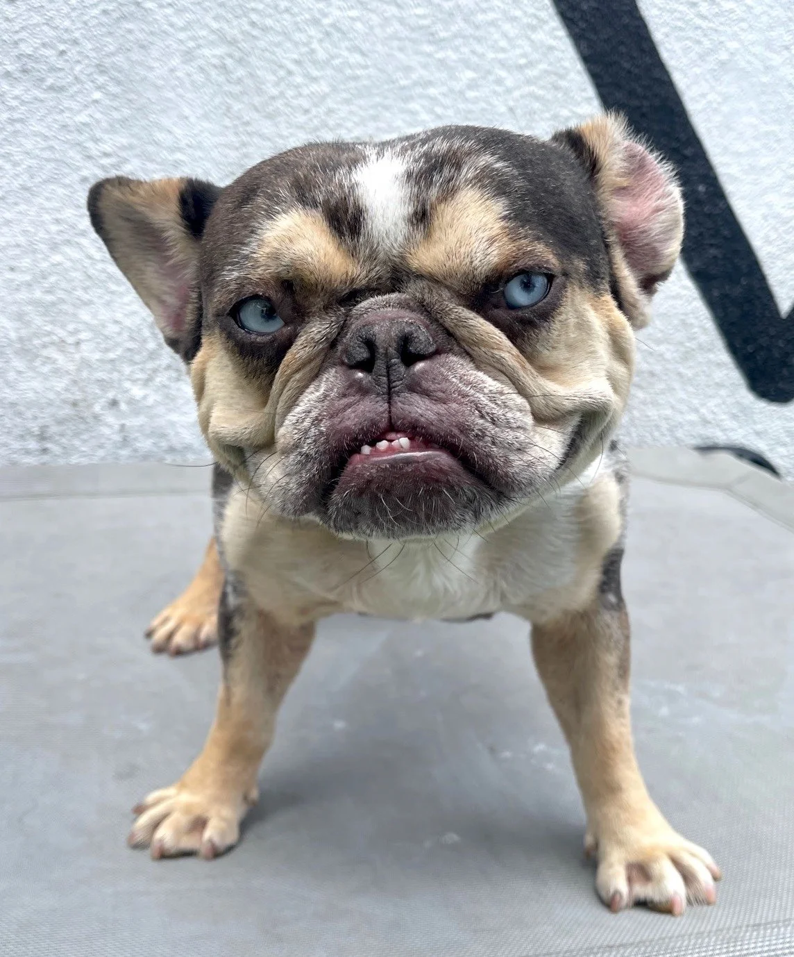Available Dogs Los Angeles — Wags and Walks