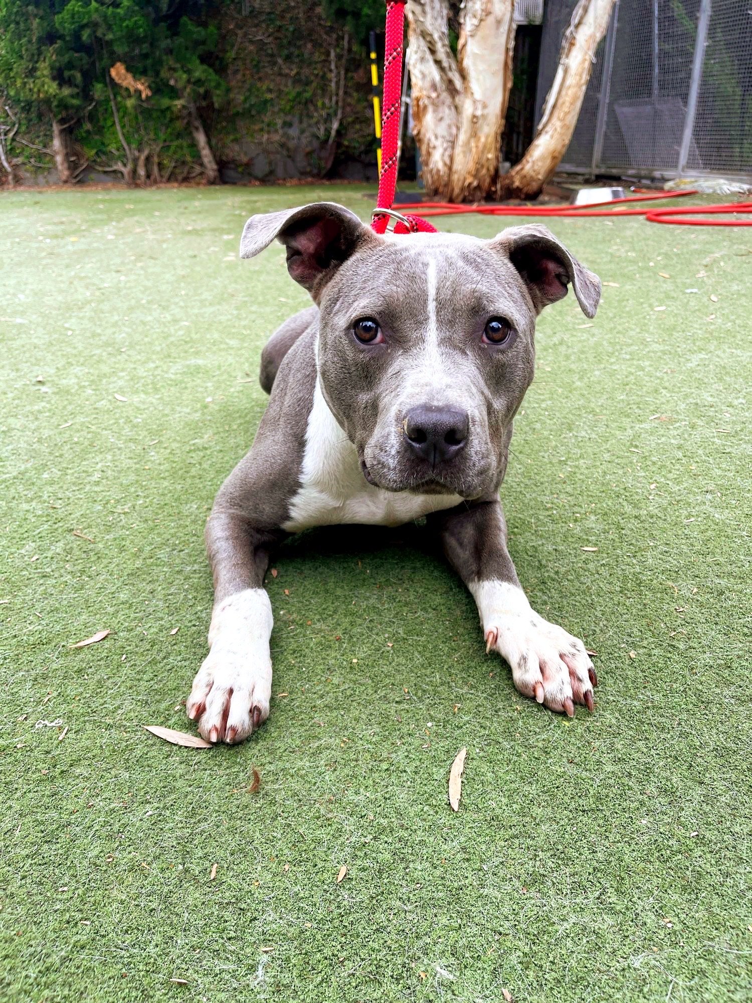 Adopt - LA — Wags and Walks