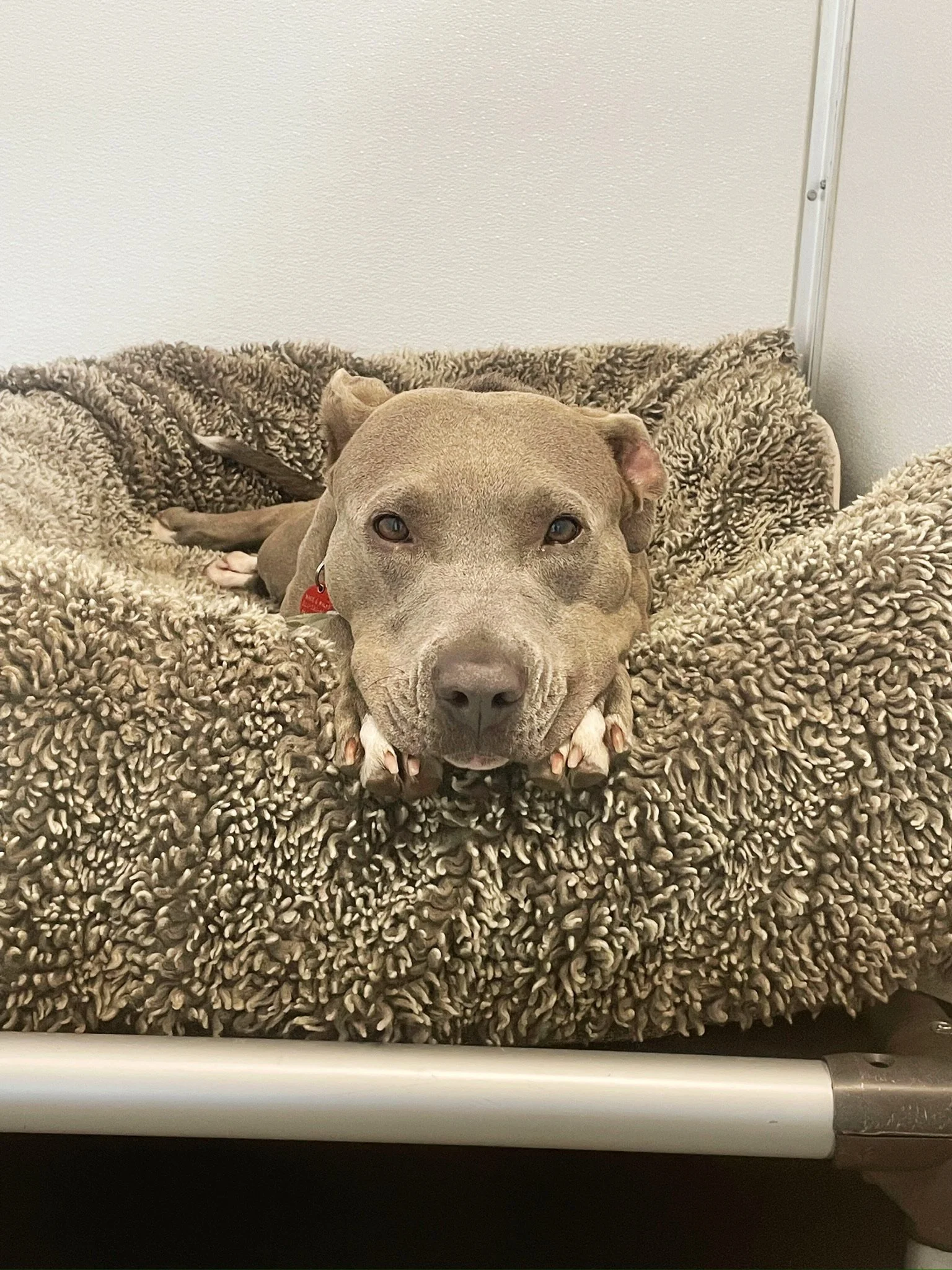 Adoptable Dogs Los Angeles — Wags and Walks