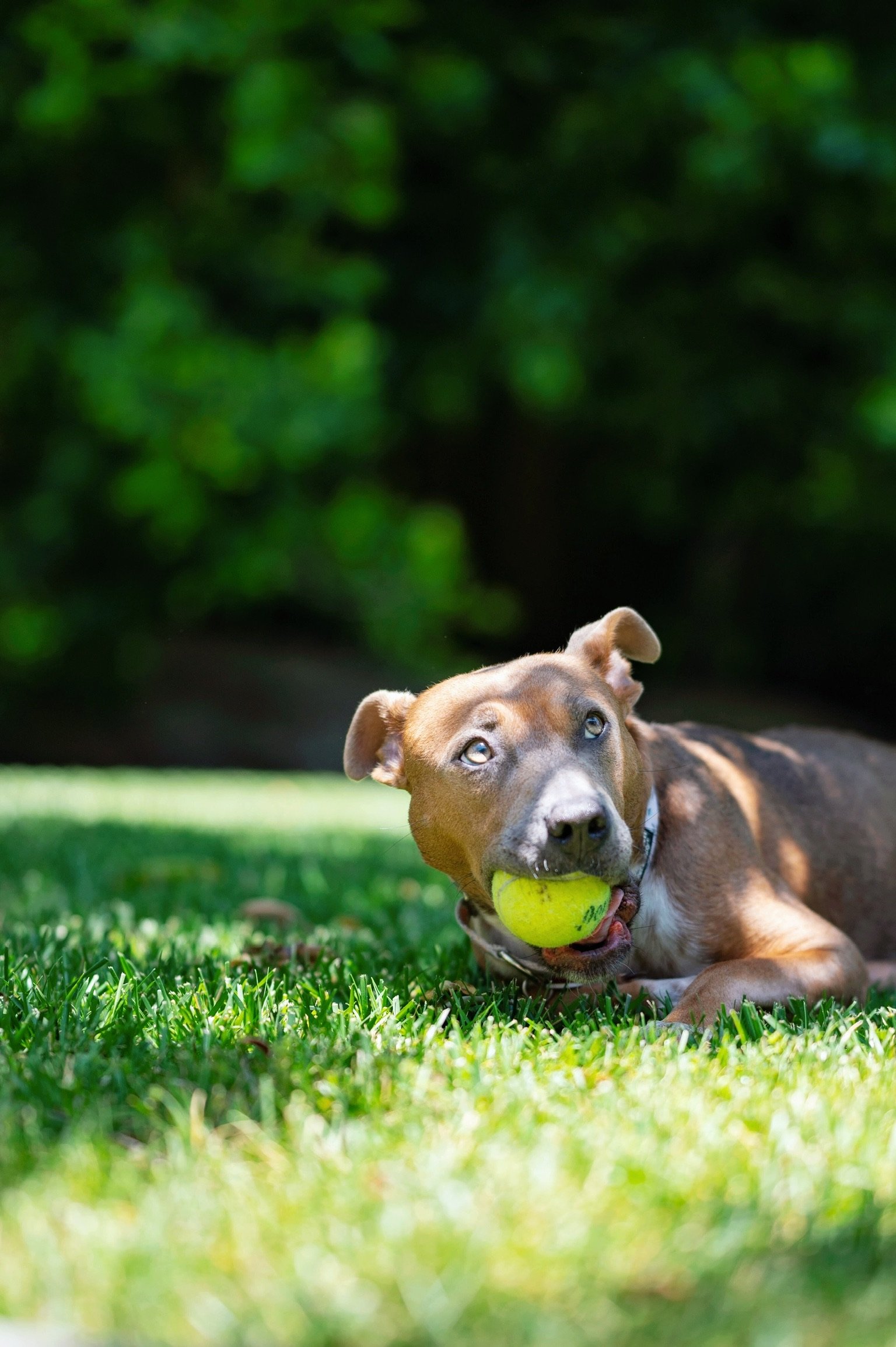 Available Dogs Los Angeles — Wags and Walks