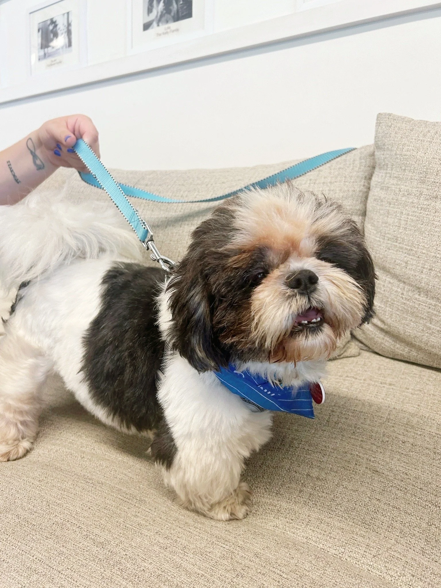 Available Dogs Los Angeles — Wags and Walks