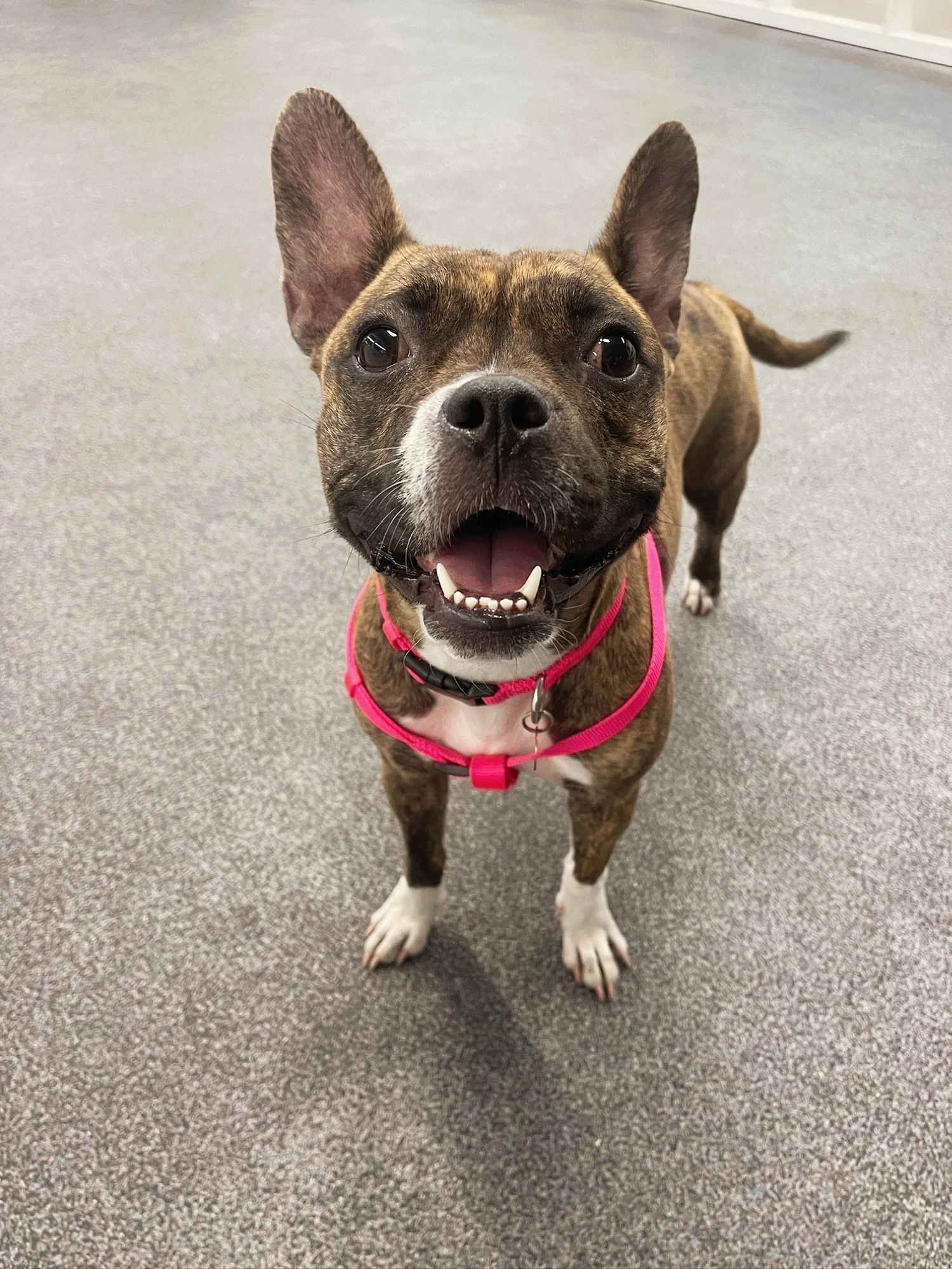 Available Dogs Los Angeles — Wags and Walks