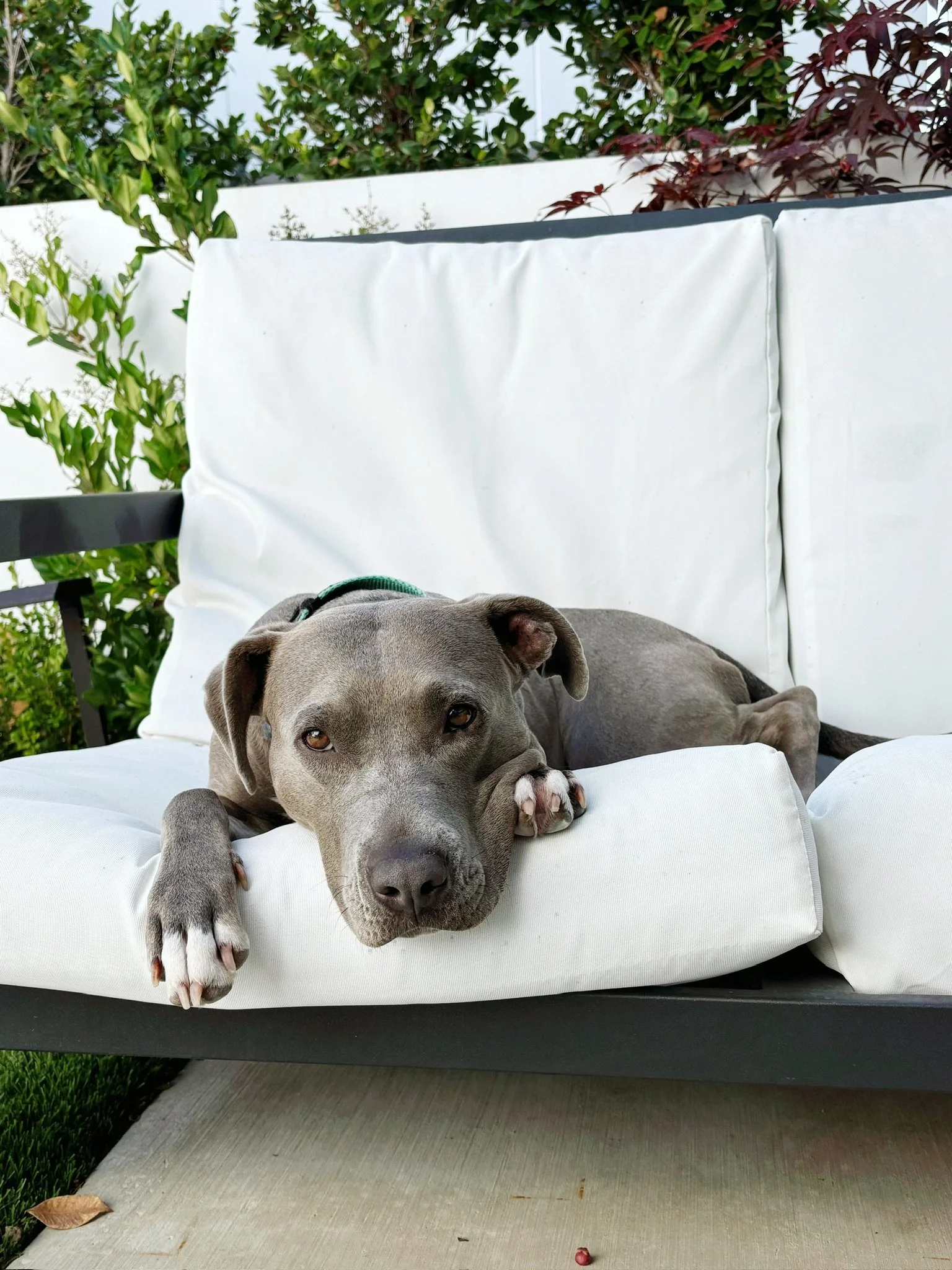 Adoptable Dogs Los Angeles — Wags and Walks