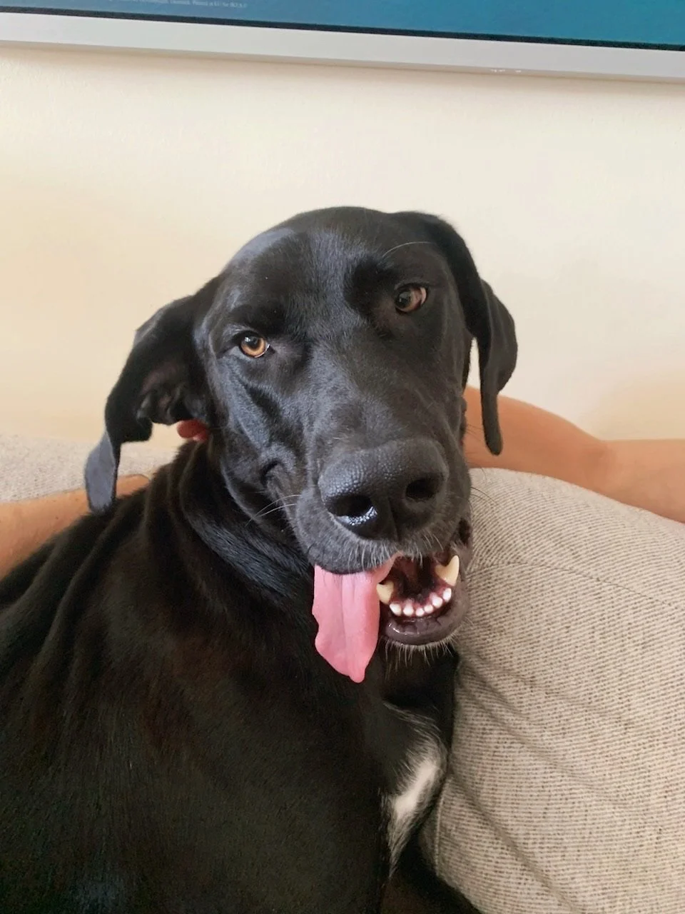 Available Dogs Los Angeles — Wags and Walks
