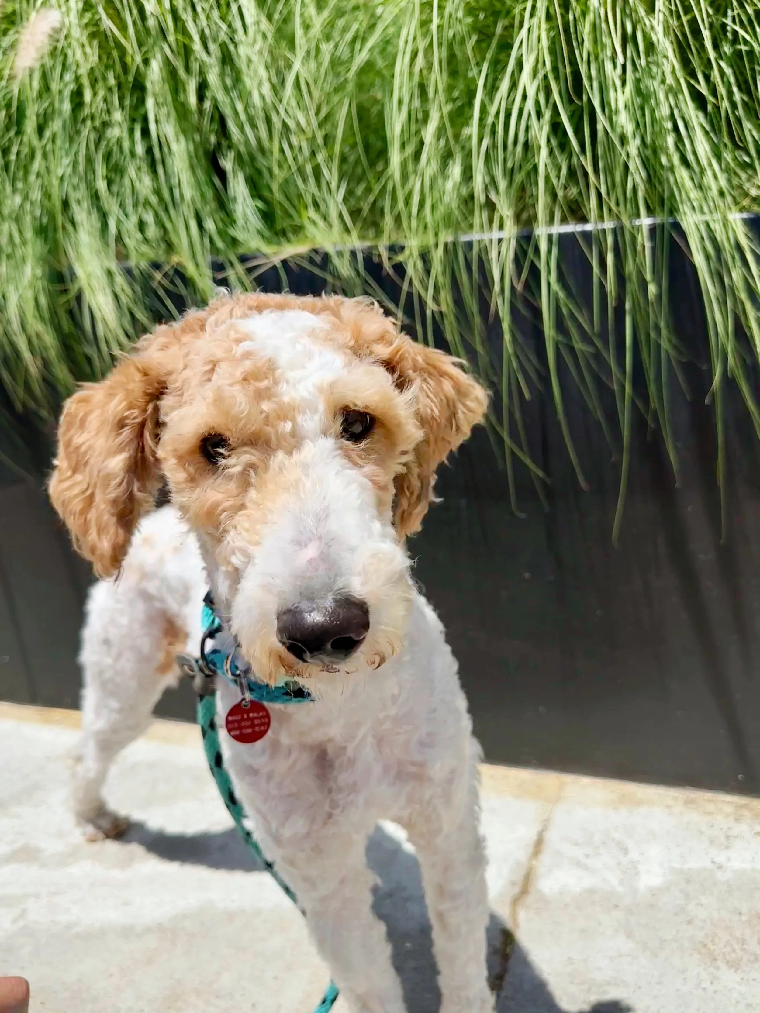 Available Dogs Los Angeles — Wags and Walks